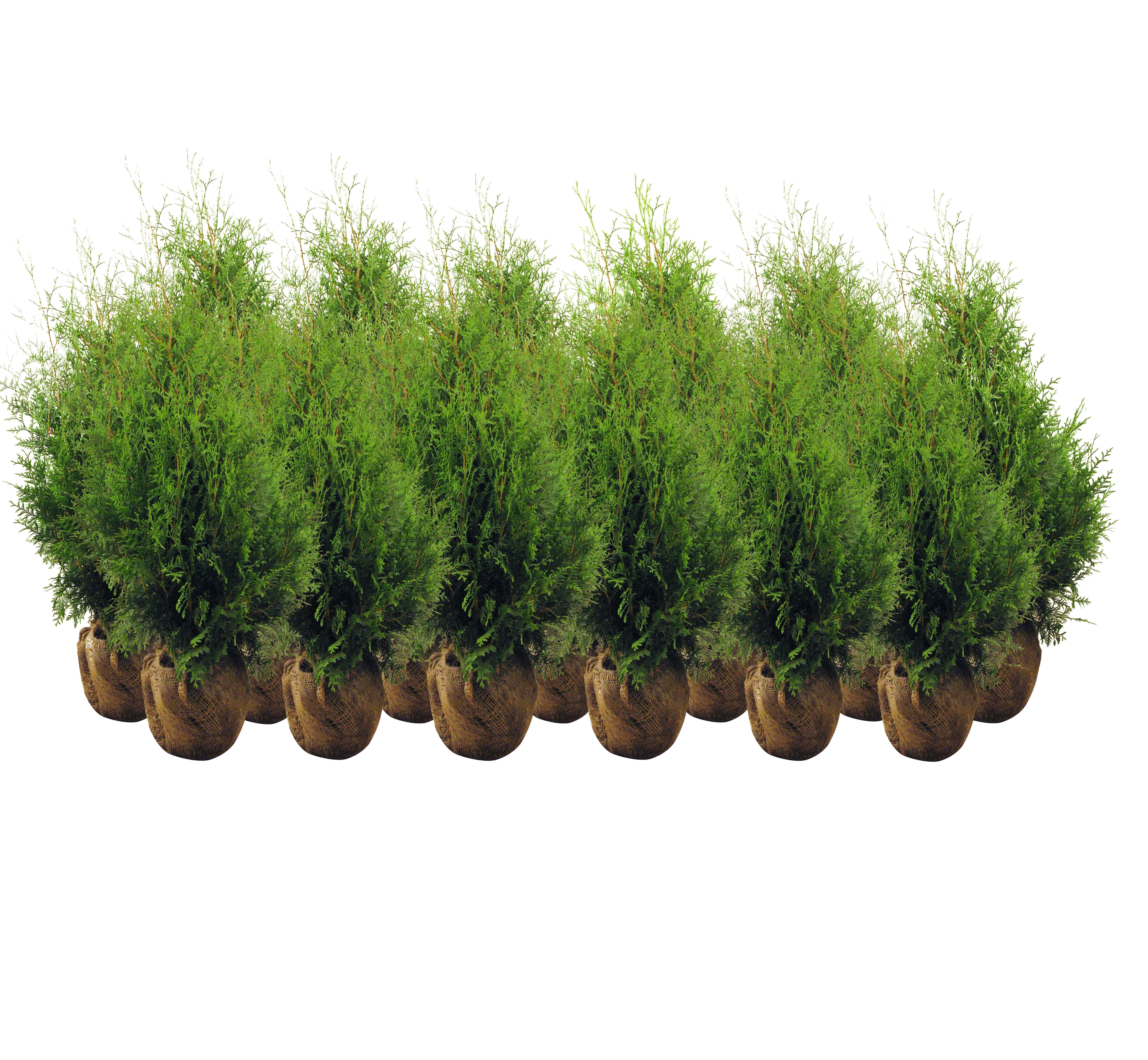 ELUPUU BRABANT 120-140CM MULLAPALLIGA 20TK ALUSEL - Bauhof